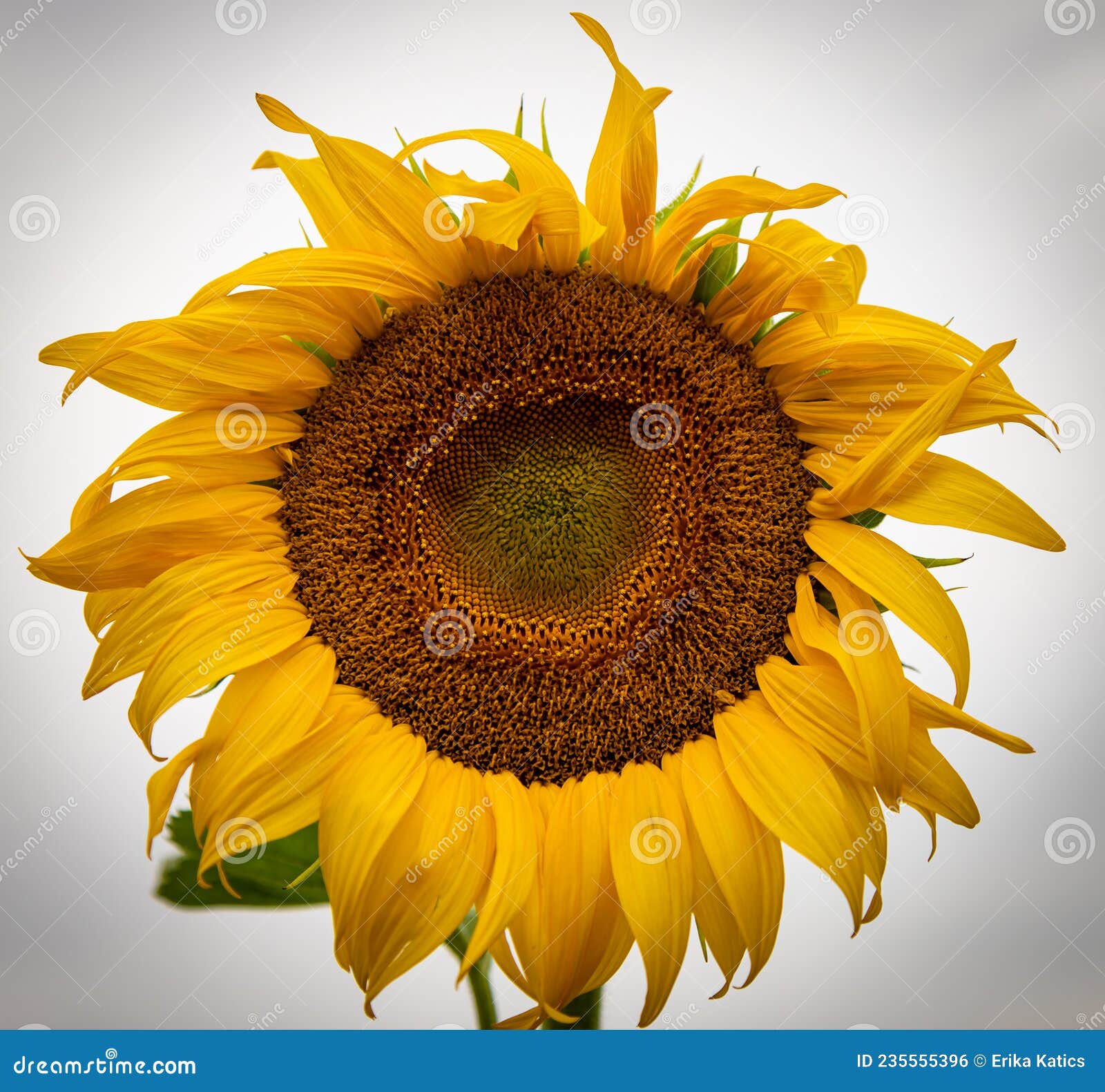 Sunflower alone stock photo. Image of alone, yellow - 235555396