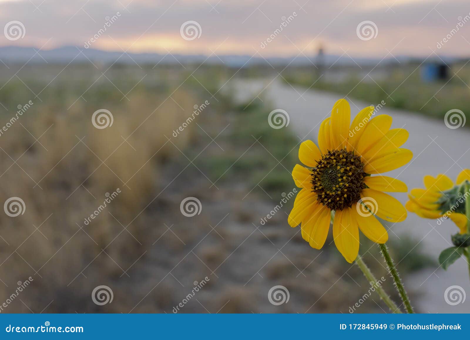 Sunflower Along Walking Path at Mountain Sunset Stock Image - Image of ...