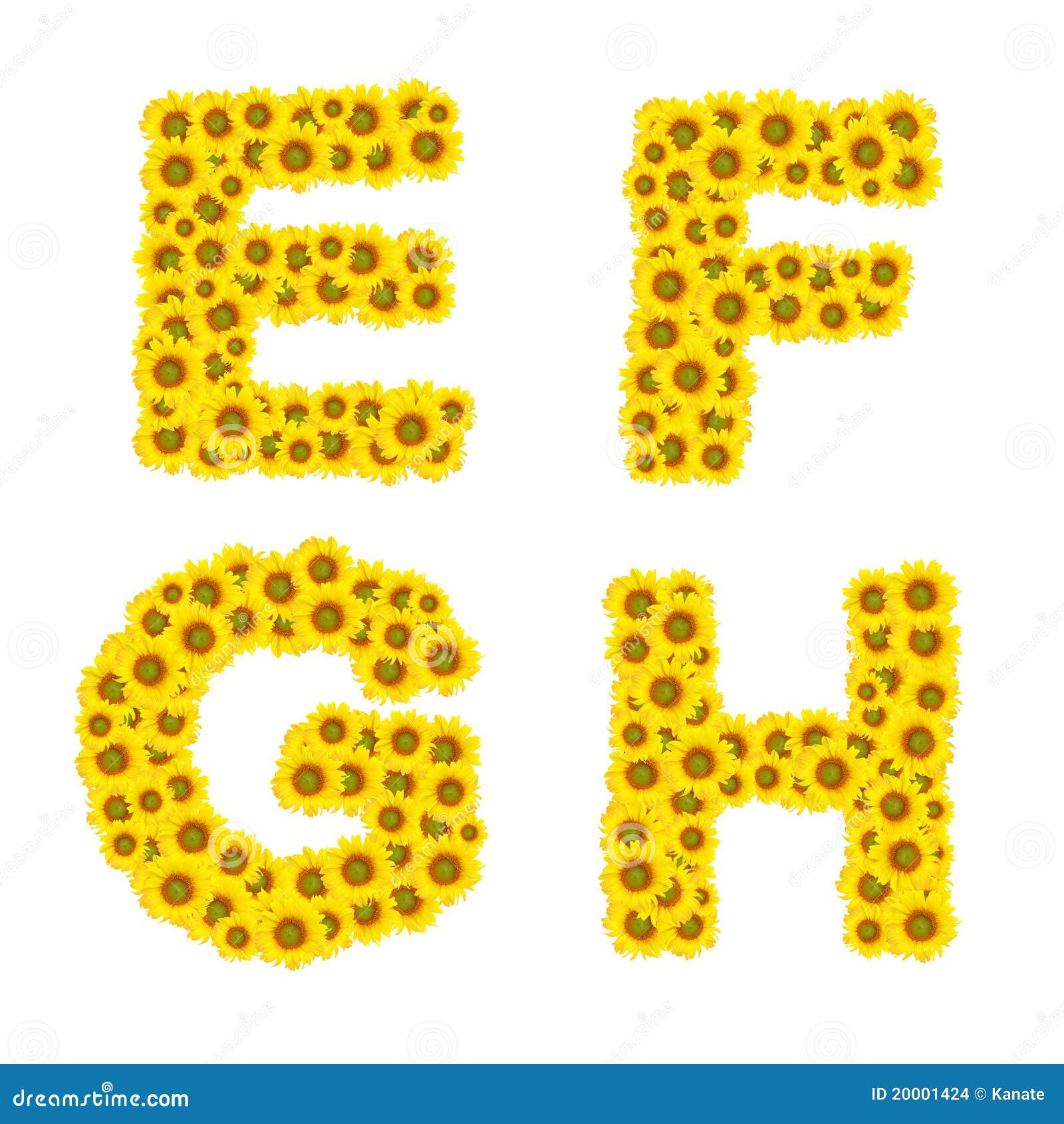 Sunflower alphabet stock photo. Image of blooming, beautiful - 20001424