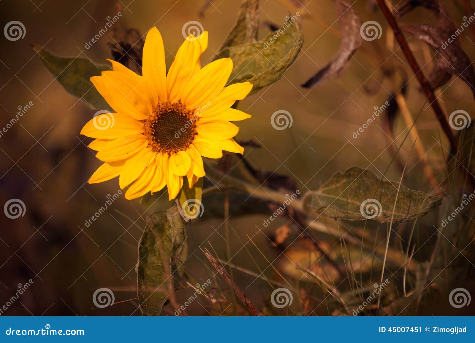 Sunflower Autumn! stock image. Image of sunset, nature - 45007451