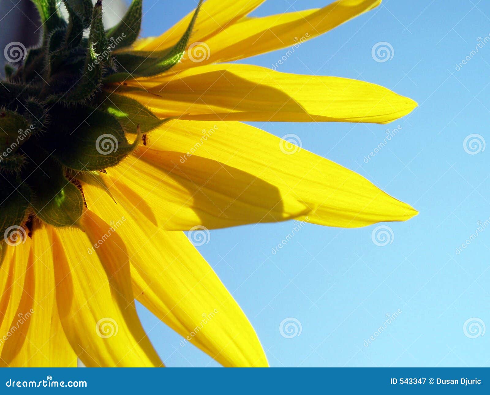 Sunflower back stock image. Image of green, view, tall - 543347