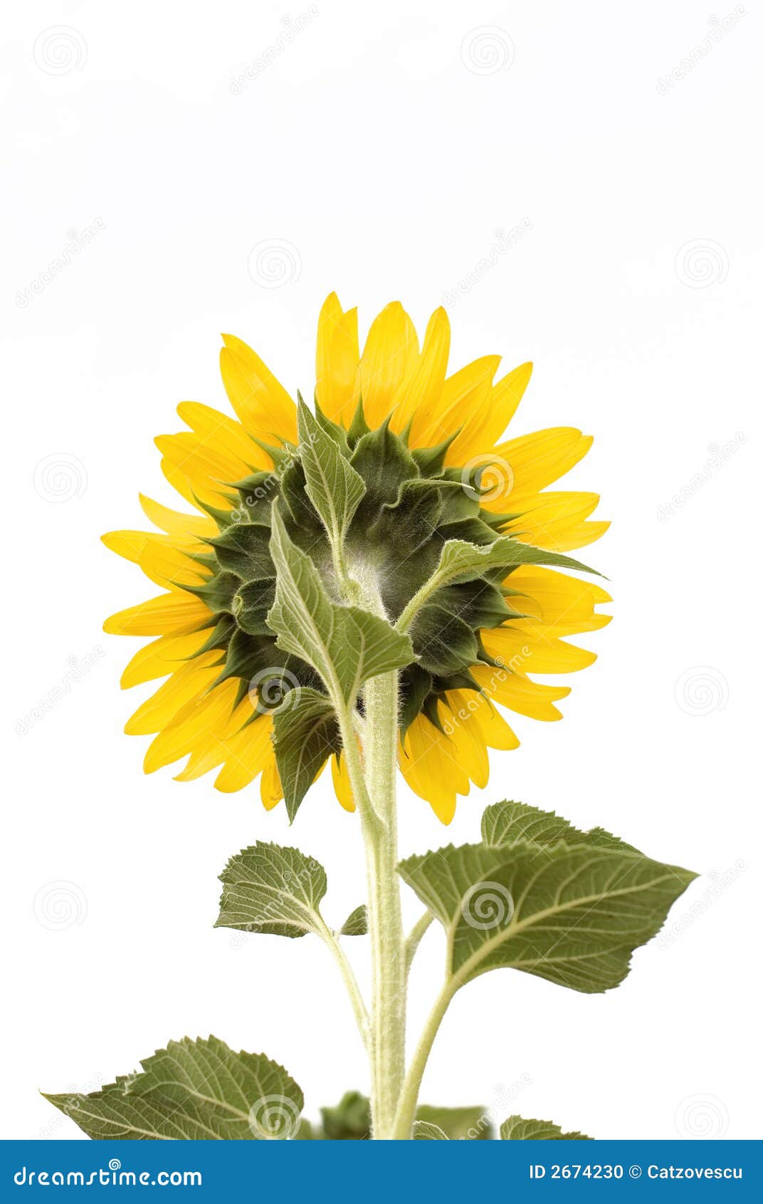 Sunflower back view stock photo. Image of head, overlay - 2674230