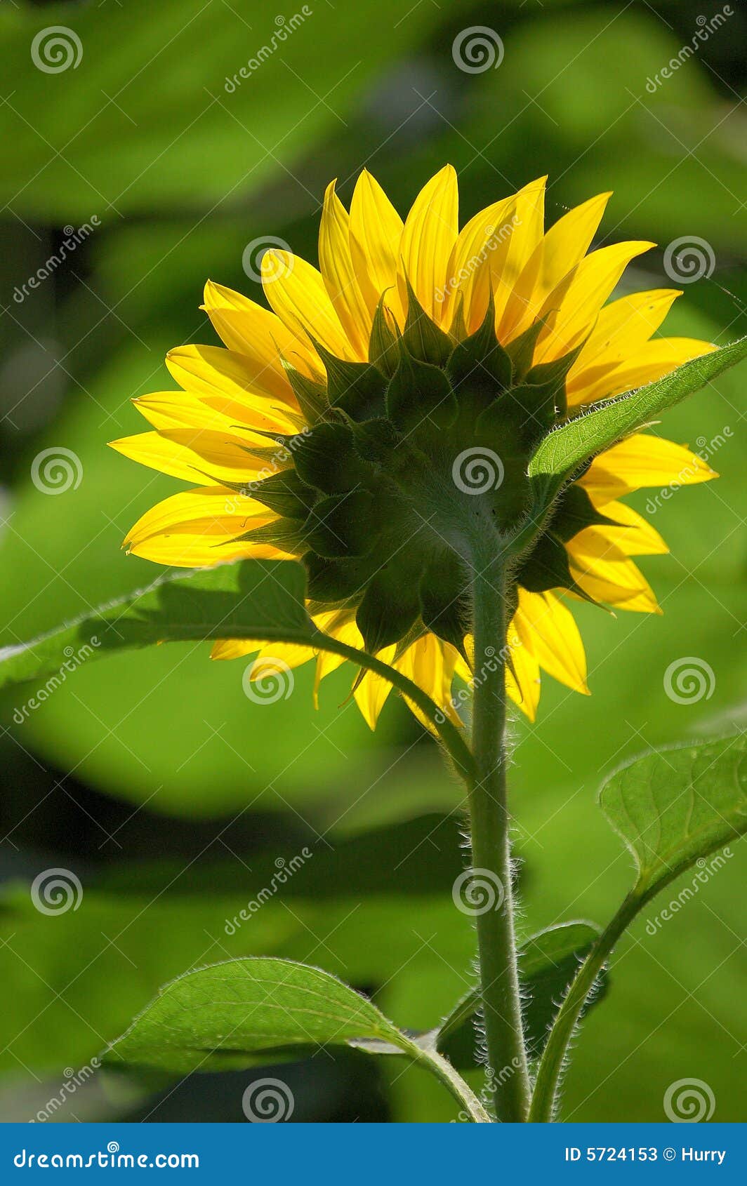 Sunflower, back view stock image. Image of sunny, background - 5724153