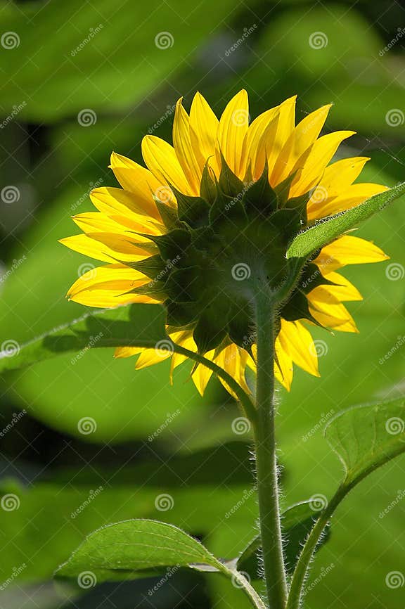 Sunflower, back view stock image. Image of sunny, background - 5724153