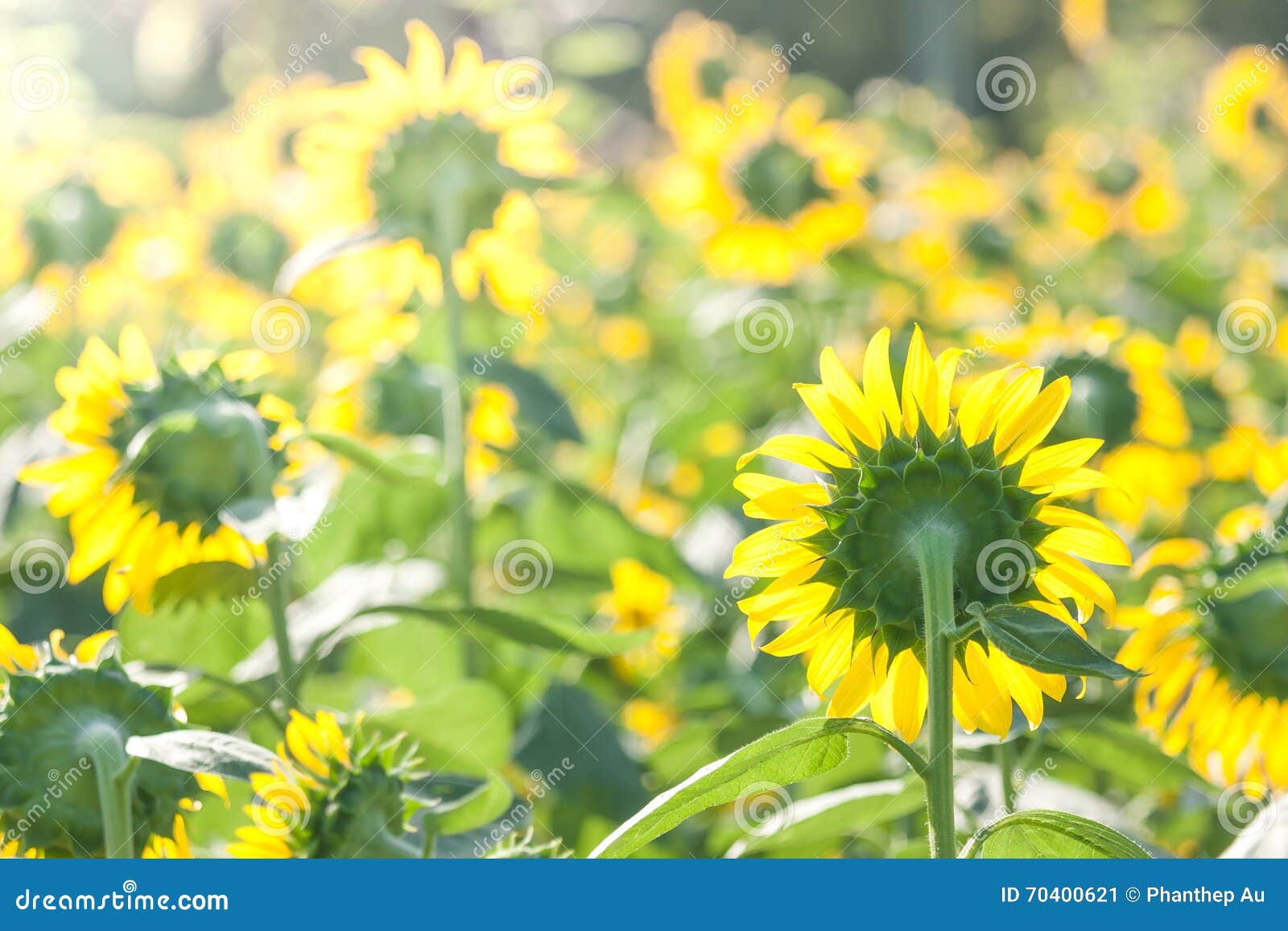 Sunflower, Back View of Blooming Sunflower Stock Image - Image of ...