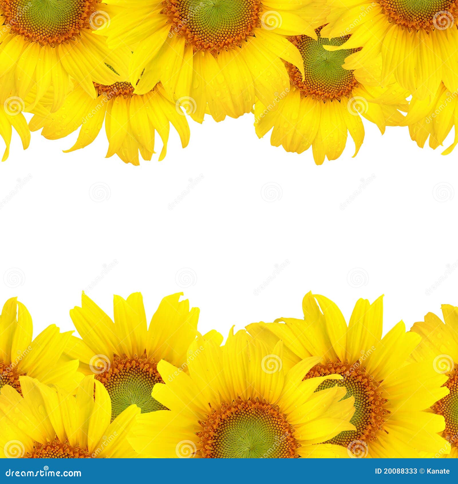 Sunflower background stock image. Image of flower, close - 20088333