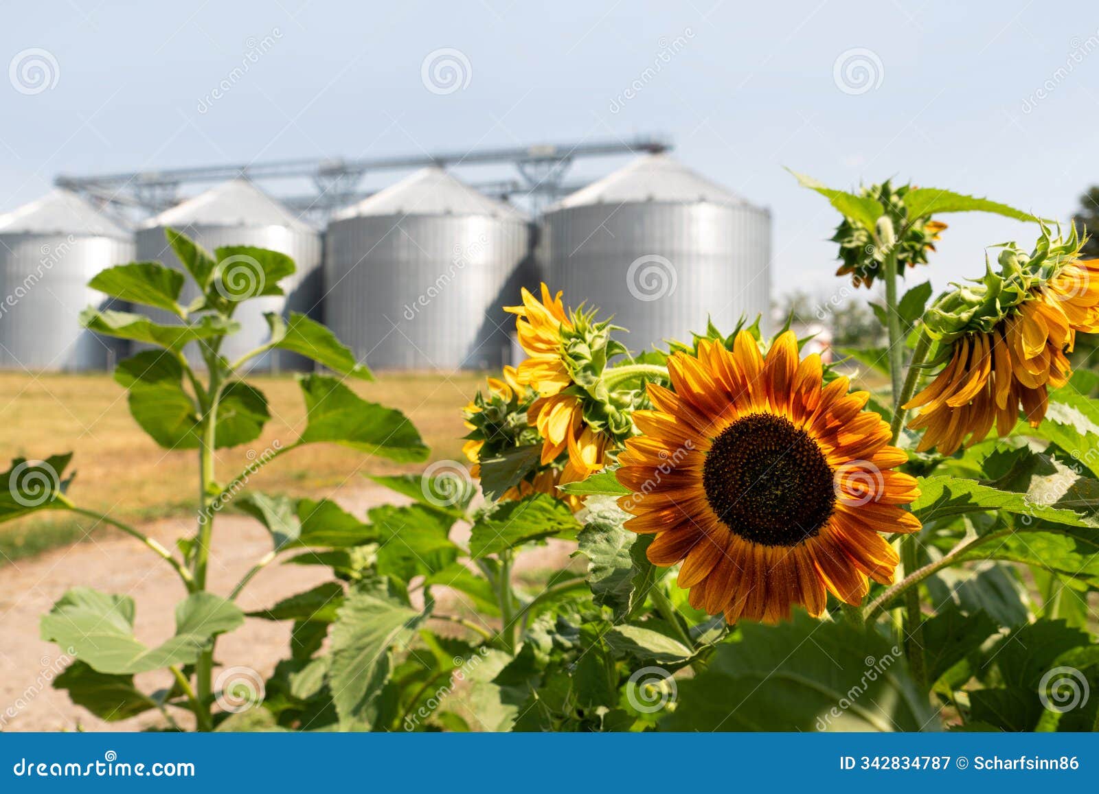 Sunflower On A Background Of Agricultural Silos, Grain Elevator For ...