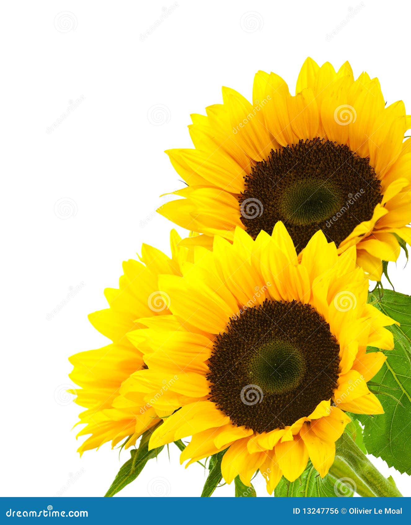 Sunflower Background Image Isolated on White Stock Photo - Image of ...