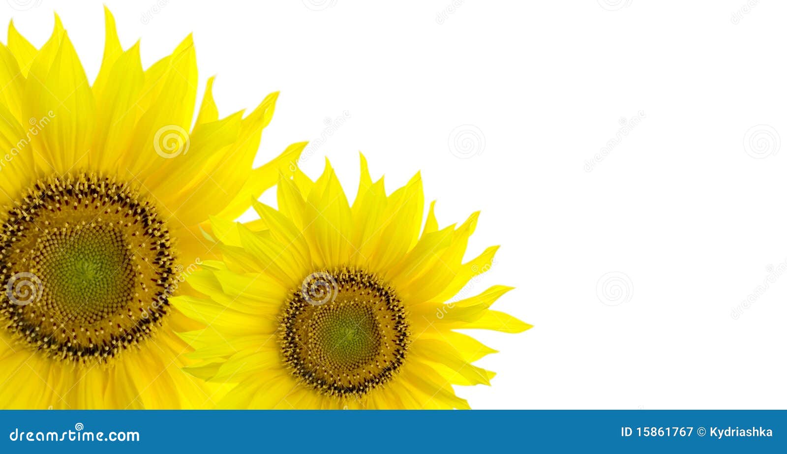 Sunflower Background with Place for Your Text Stock Image - Image of ...
