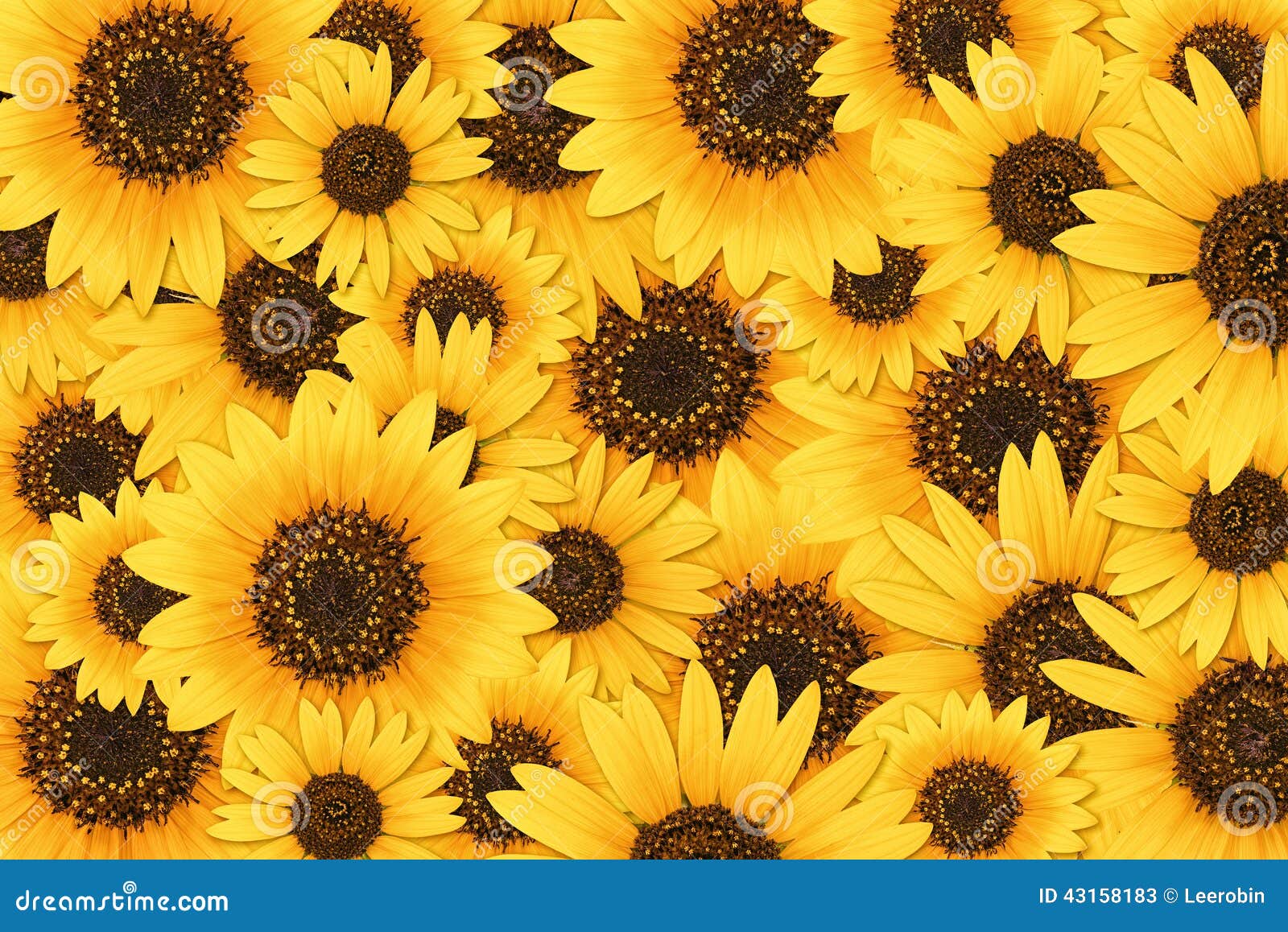 Sunflower background stock image. Image of floral, autumn - 43158183