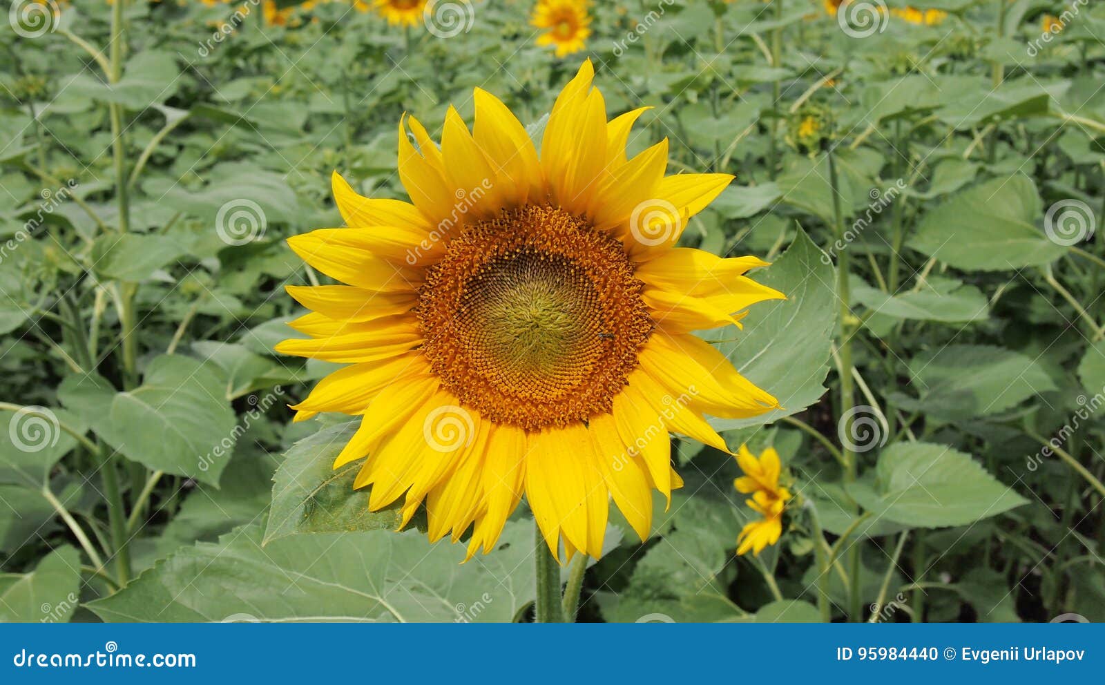 Sunflower stock photo. Image of plant, texture, garden - 95984440