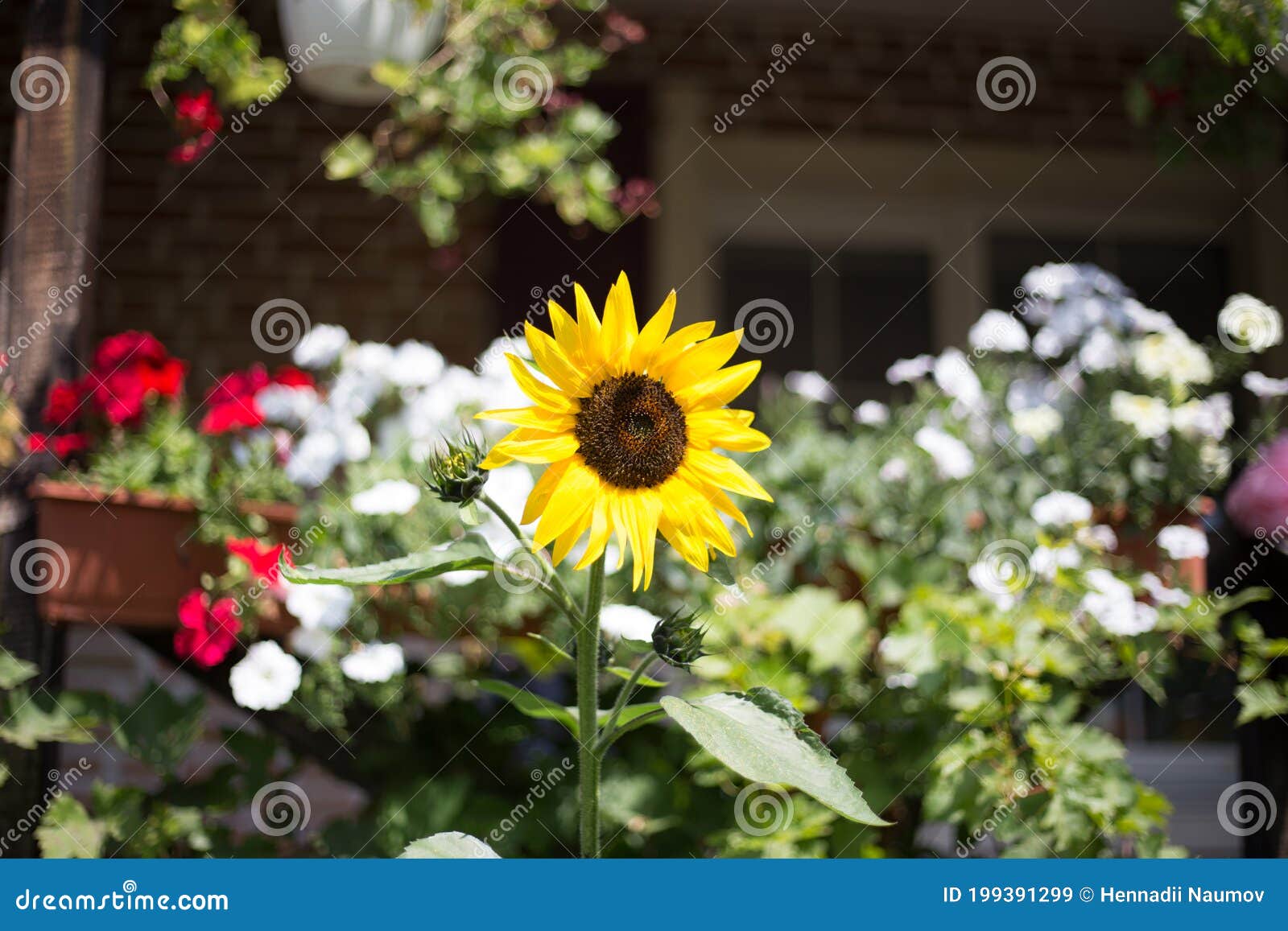 Sunflower in the Backyard in Sunny Summer Weather Stock Image - Image ...