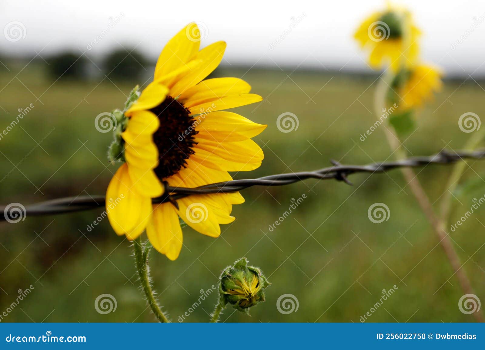 Sunflower on barbed wire stock photo. Image of sunflowers - 256022750