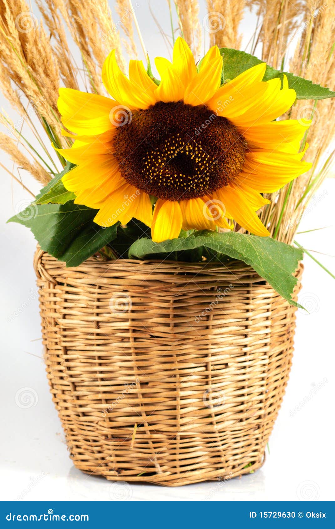 Sunflower in basket stock photo. Image of life, grass - 15729630