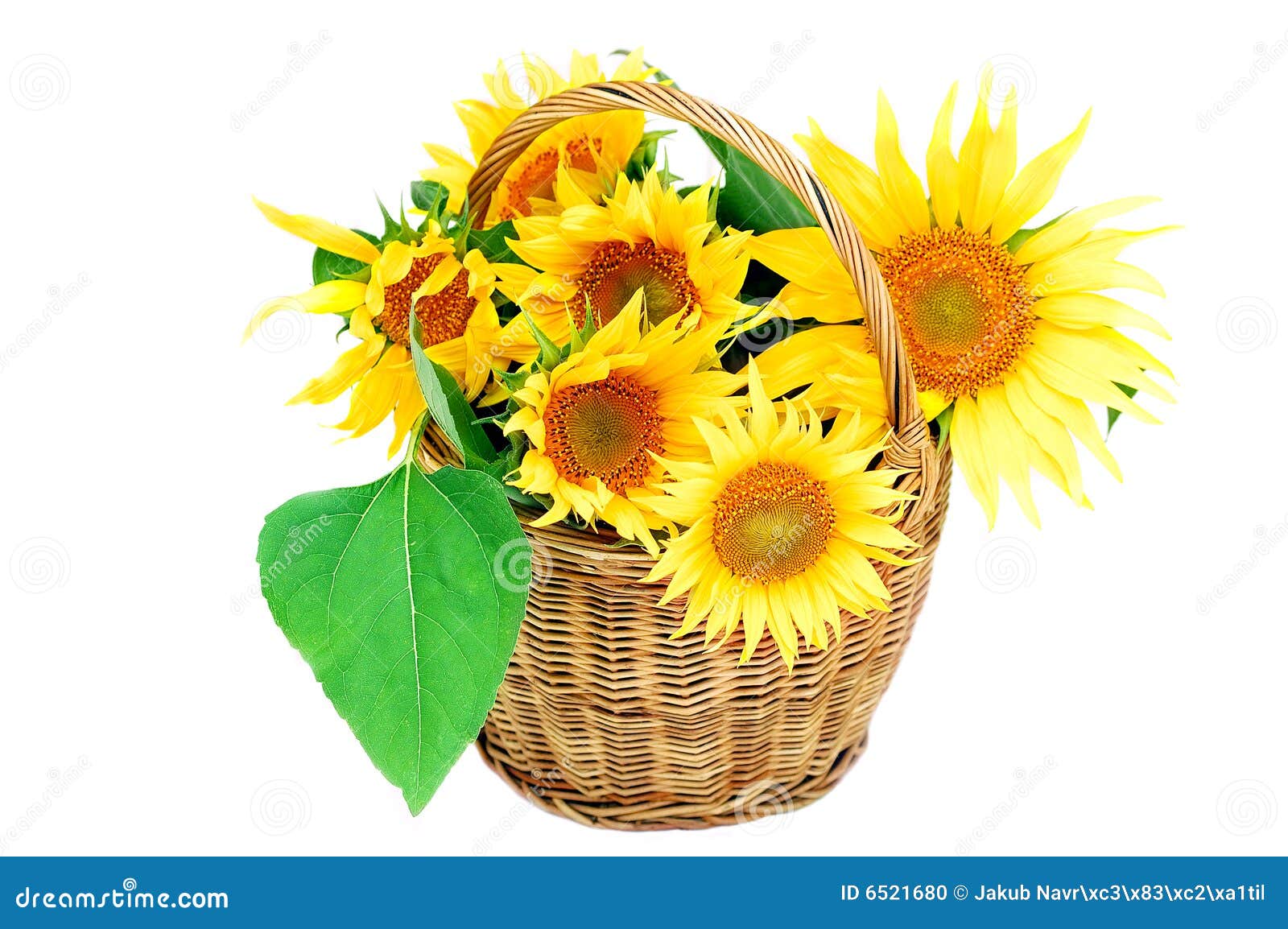 Sunflower in the basket stock photo. Image of colour, dekoration - 6521680