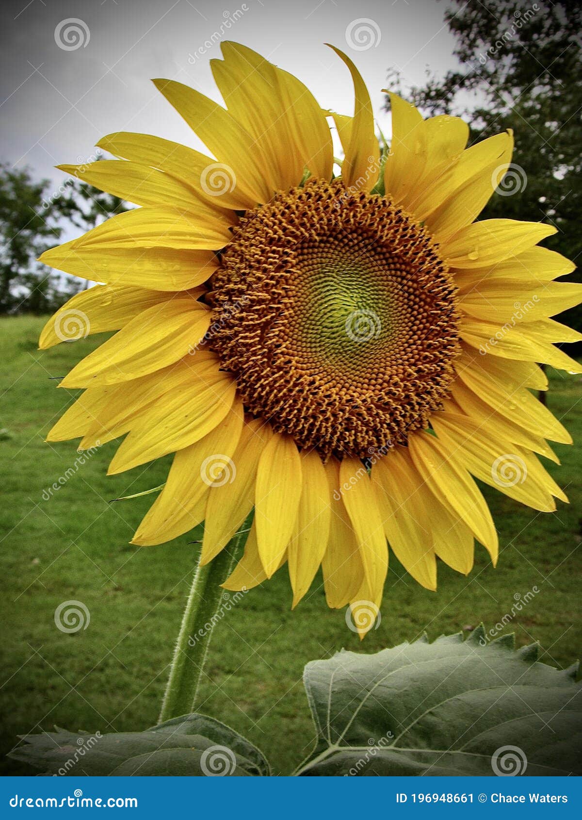 Sunflower stock image. Image of back, beautiful, yard - 196948661