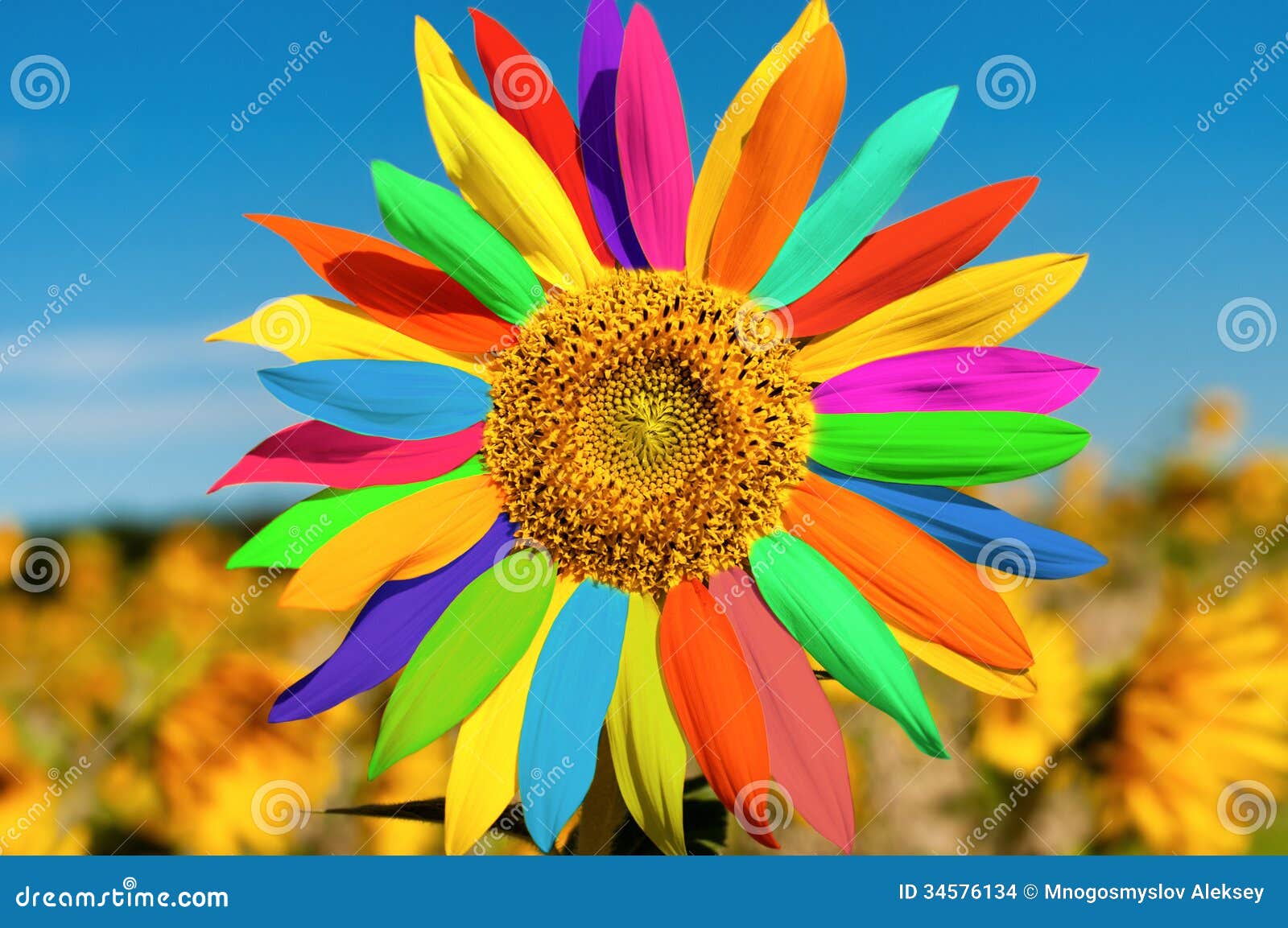 Sunflower stock photo. Image of nature, motley, varicolored - 34576134