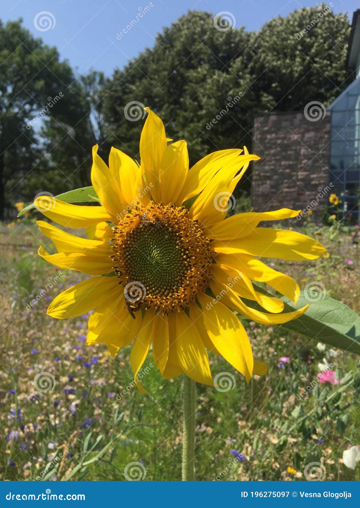 Sunflower stock image. Image of yellow, sunflower, nature - 196275097