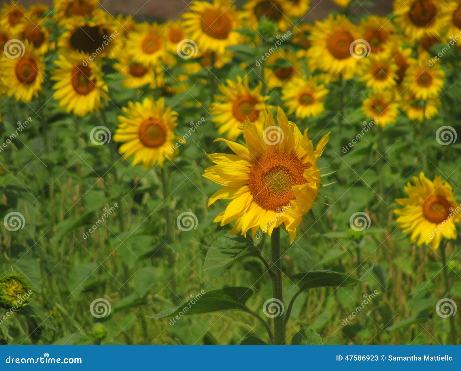 A sunflower stock image. Image of beautiful, sunflower - 47586923