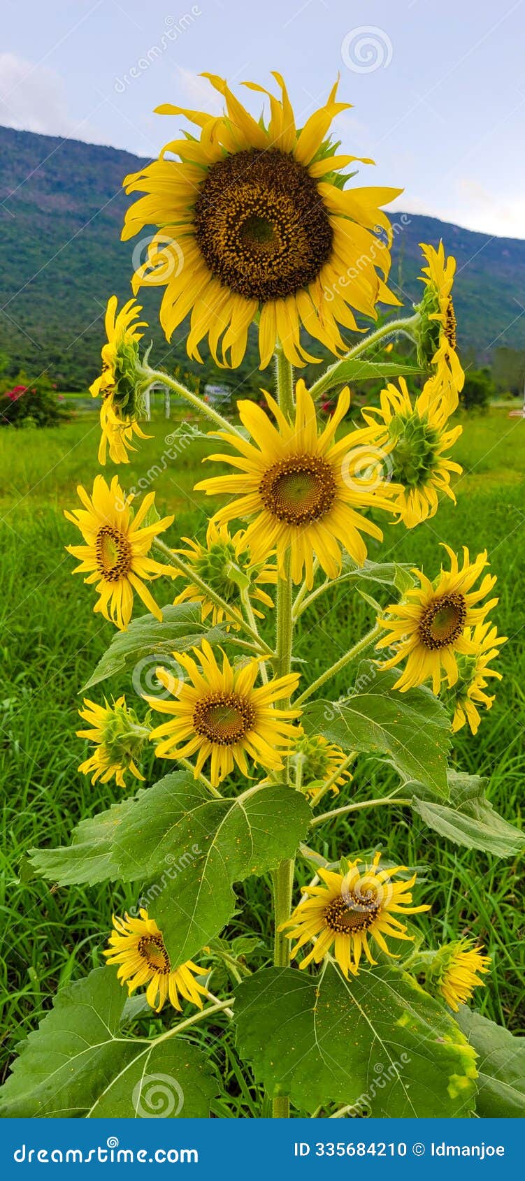 Sunflower stock photo. Image of tree, sunflowers, lose - 335684210