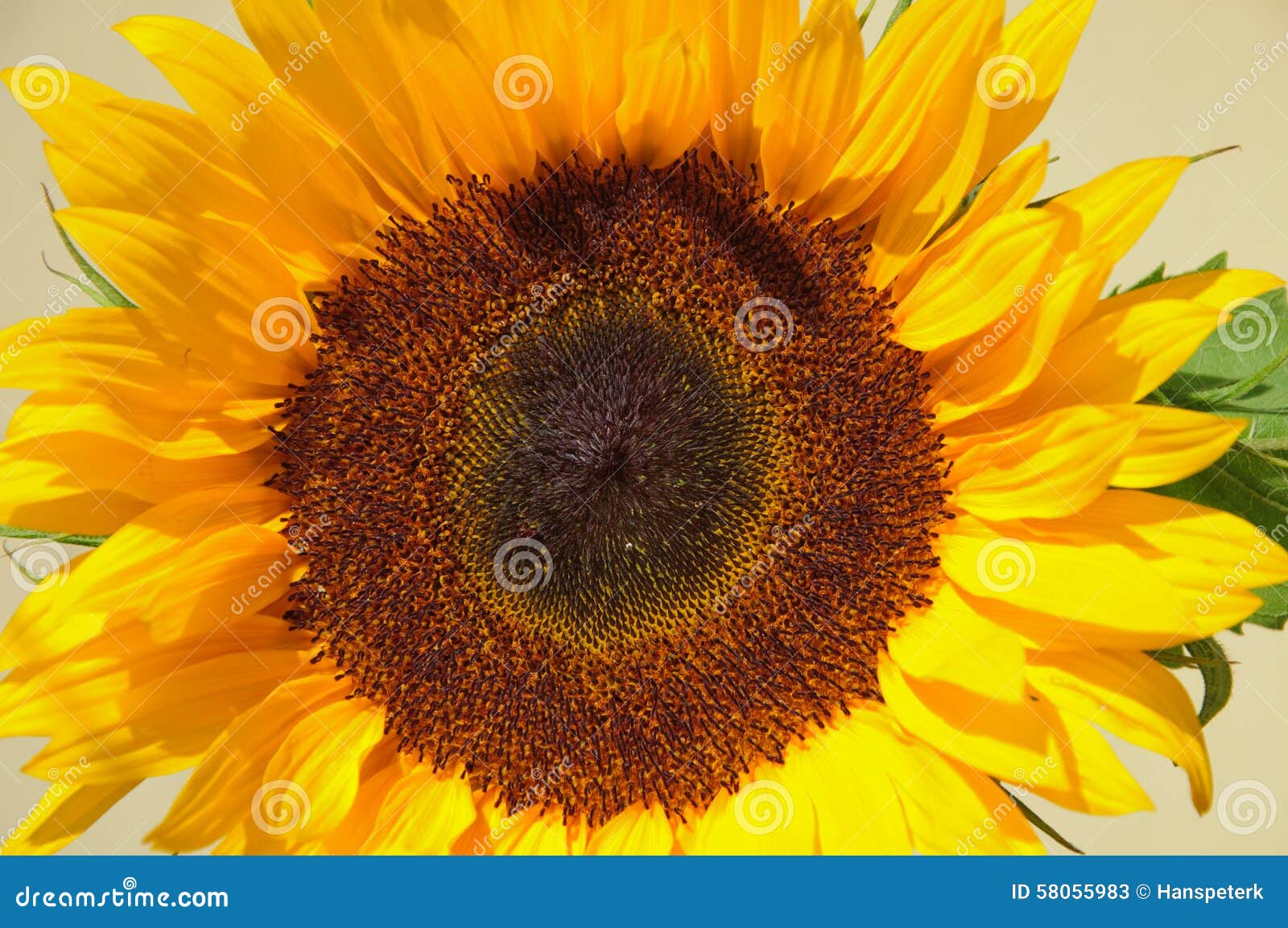 Sunflower stock image. Image of sunflower, sunlight, flower - 58055983