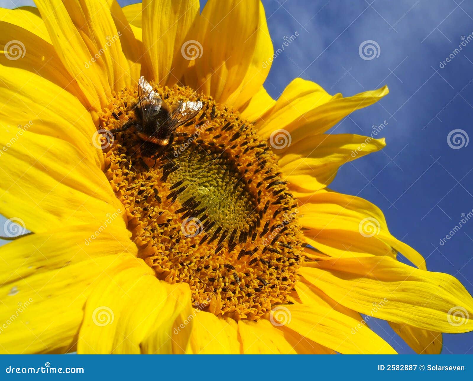 Sunflower and a Bee stock image. Image of summer, small - 2582887