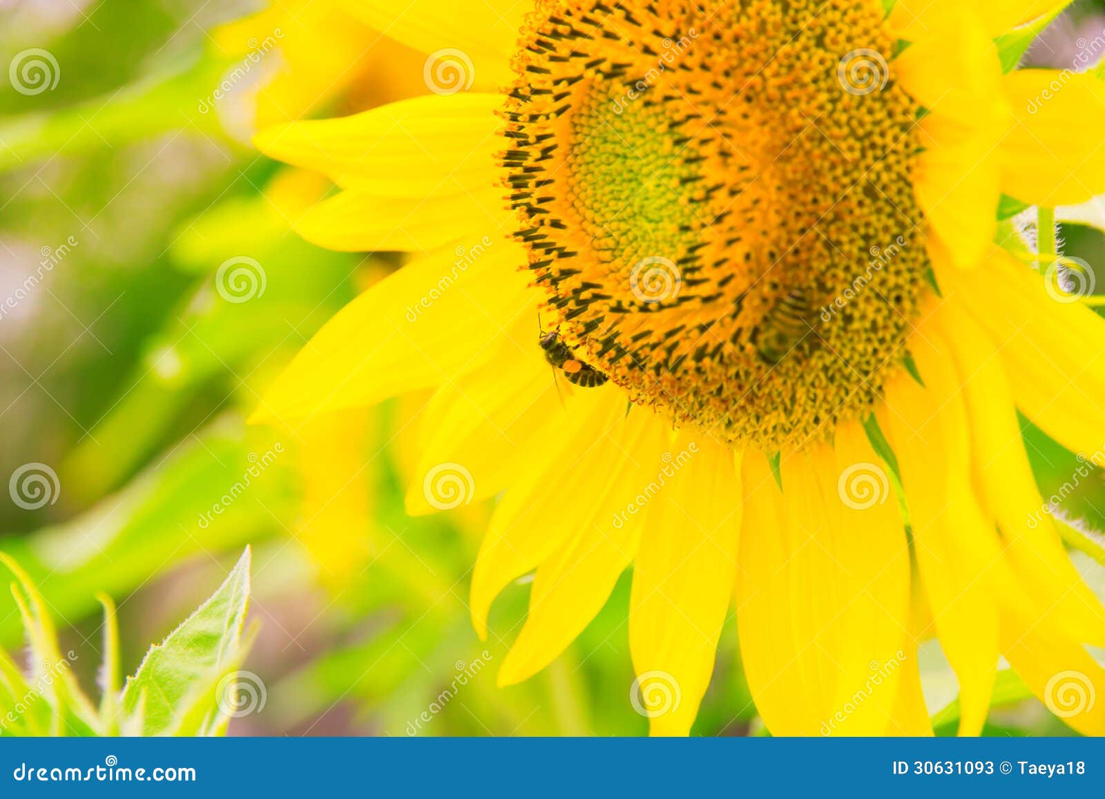 Sunflower with bee stock image. Image of country, grow - 30631093