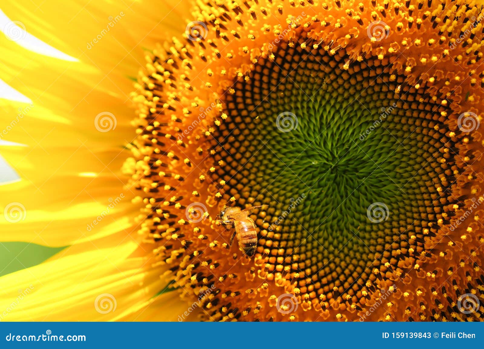 Sunflower and bee, marco stock image. Image of garden - 159139843