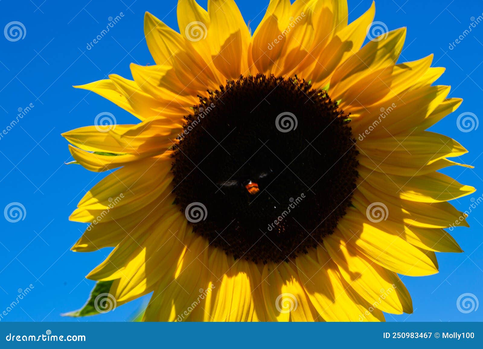 Sunflower Macro Sunflower Alone Nature Stock Image - Image of beauty ...