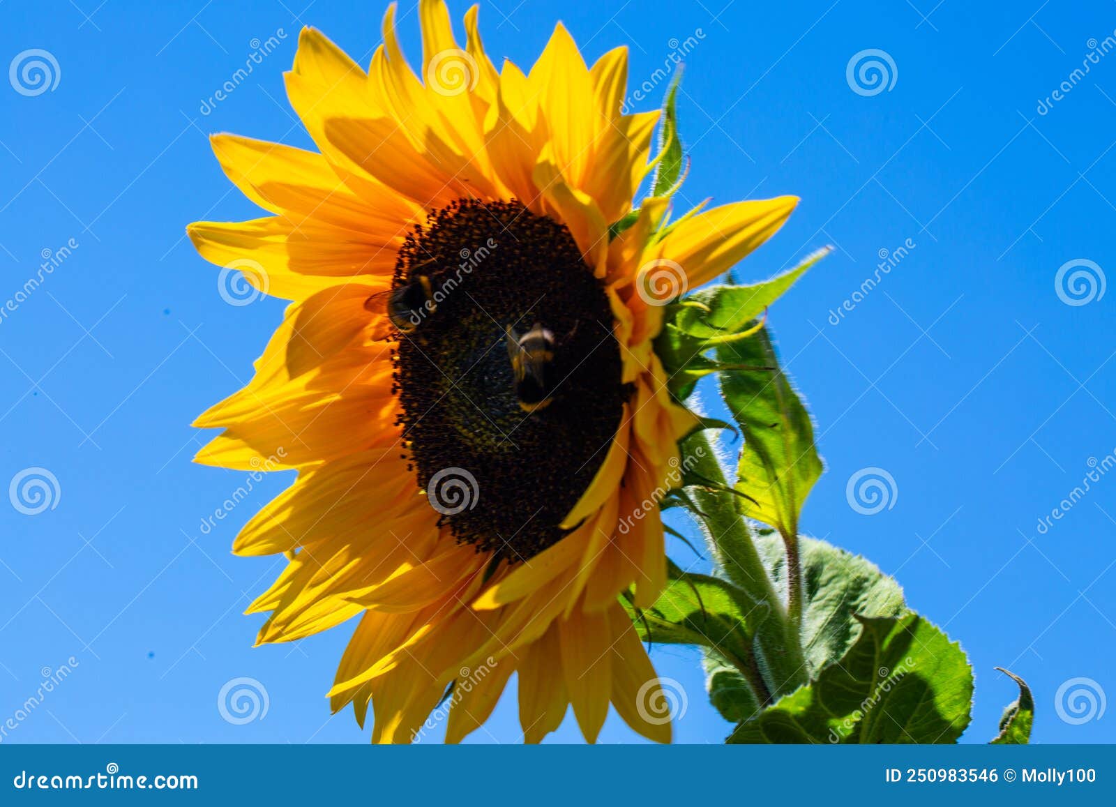 Sunflower Macro Sunflower Alone Nature Stock Photo - Image of closeup ...