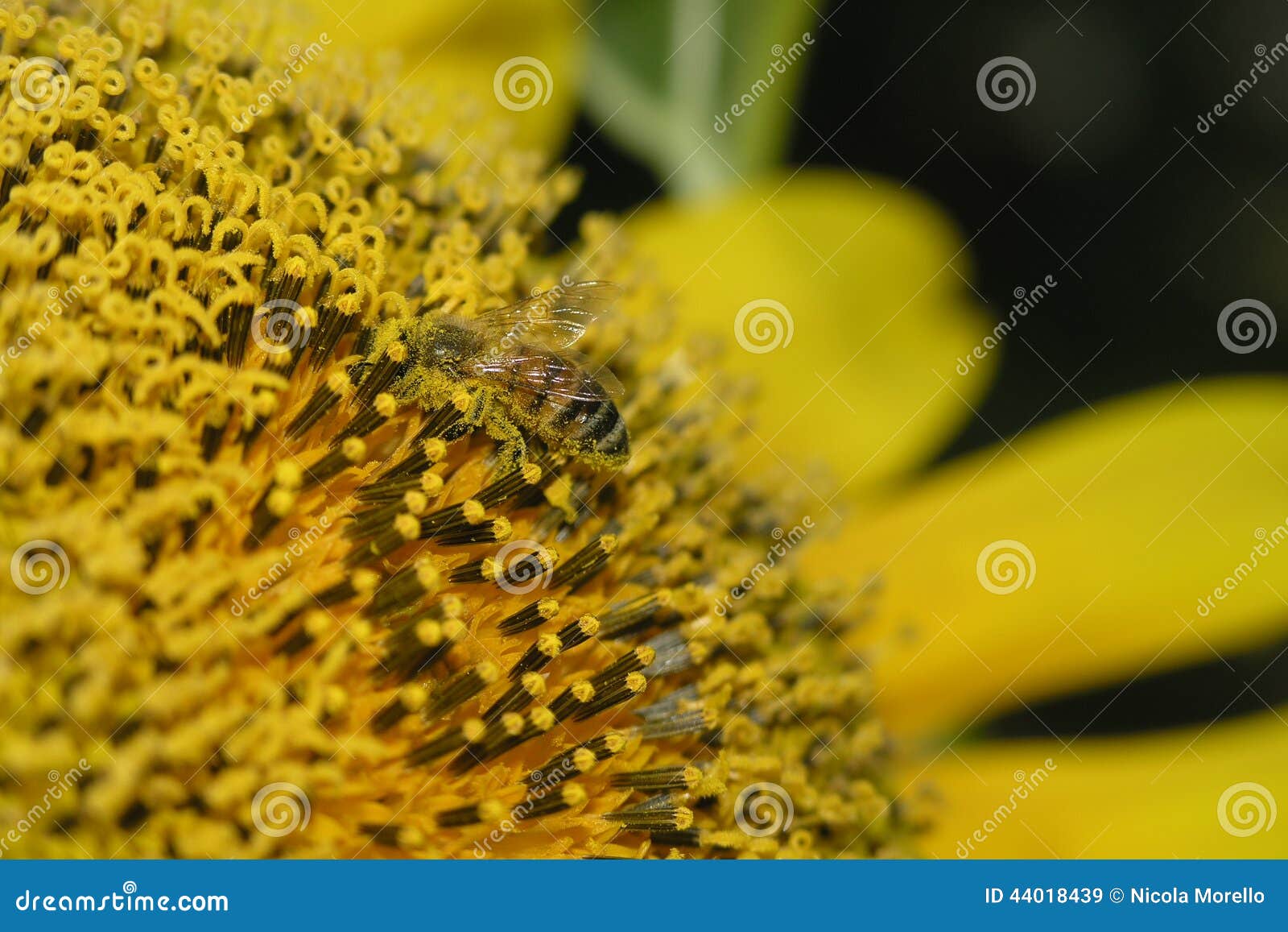 Sunflower Bee Perspective stock image. Image of insect - 44018439