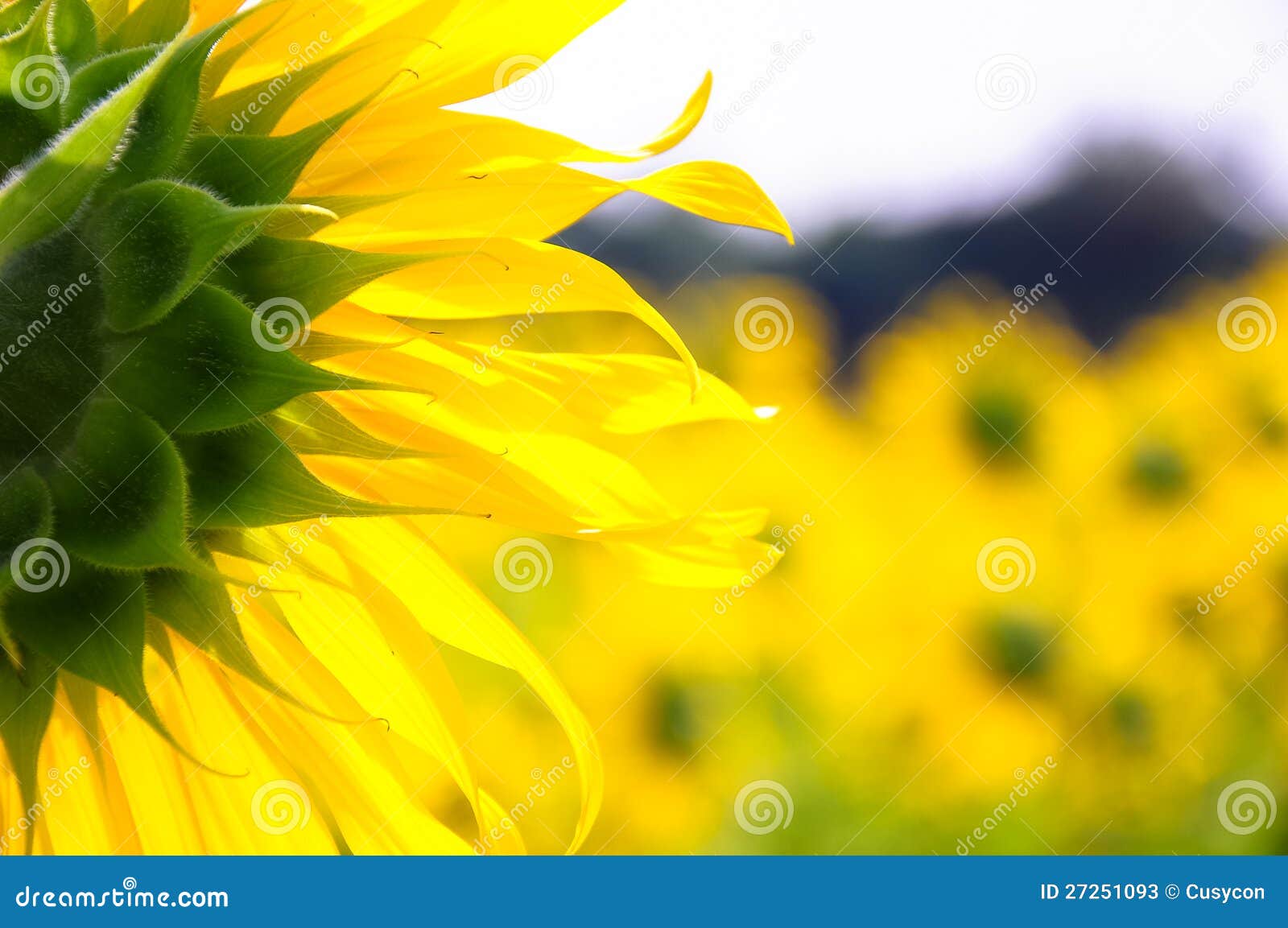 Sunflower from behind stock image. Image of flora, beauty - 27251093