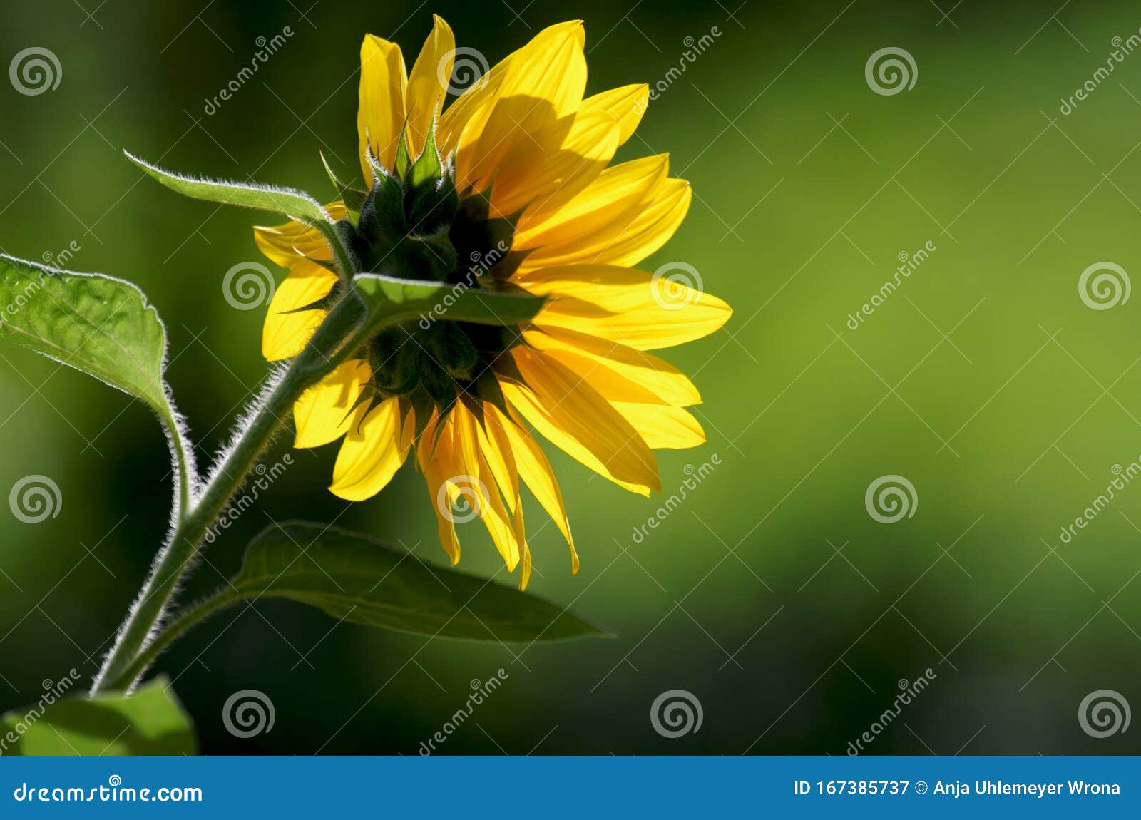 A Sunflower from Behind in the Back Light Stock Image - Image of blooms ...