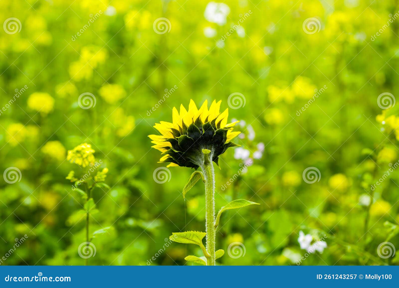 Sunflower from Behind in the Rapeseed Field Stock Image - Image of ...