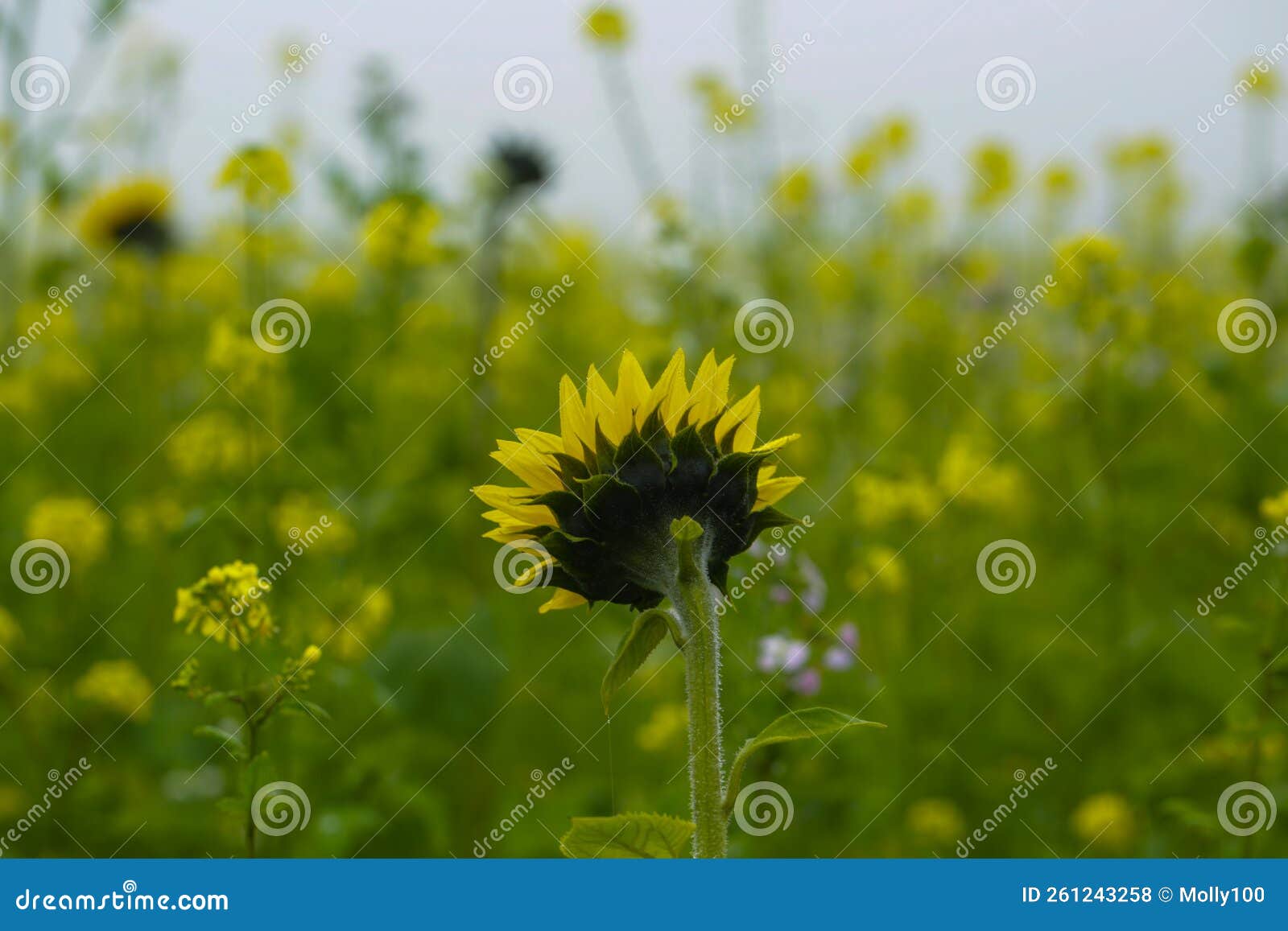 Sunflower from Behind in the Rapeseed Field Stock Photo - Image of ...