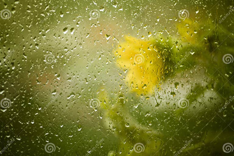 Sunflower Behind the Window. Stock Photo - Image of fall, flow: 16046380