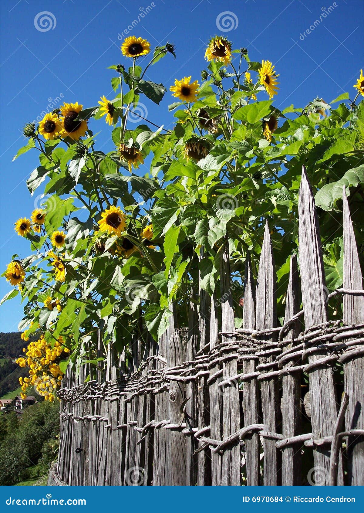 Sunflower Behind a Wood Fence Stock Photo - Image of nature, fence: 6970684