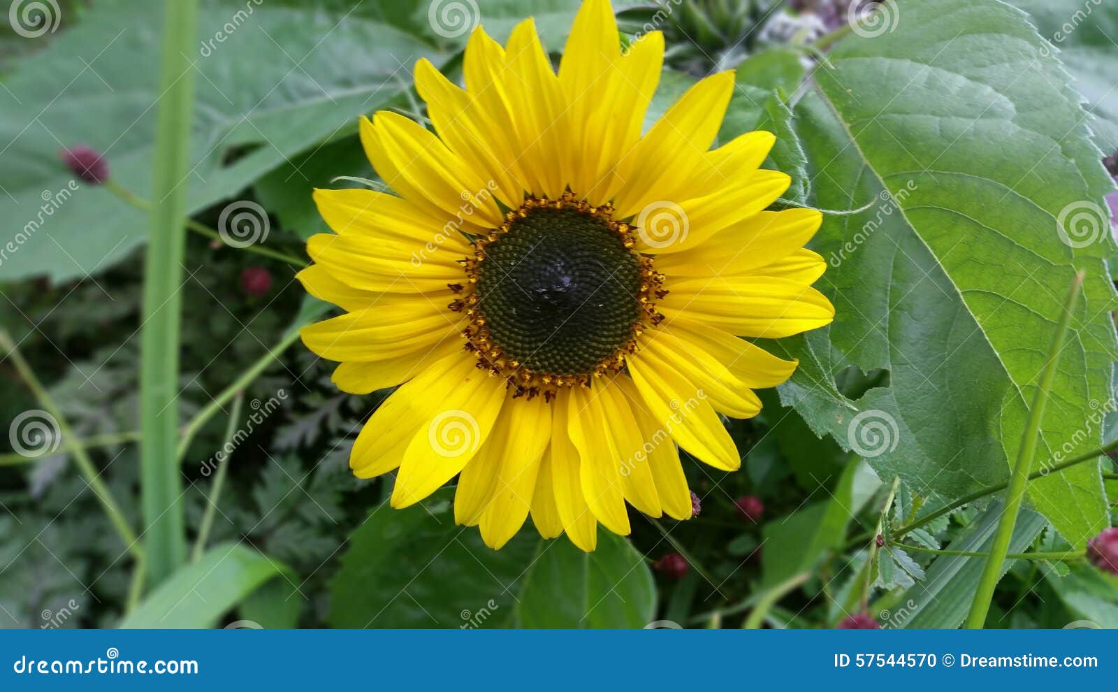 Sunflower stock photo. Image of beutiful, bush, nature - 57544570