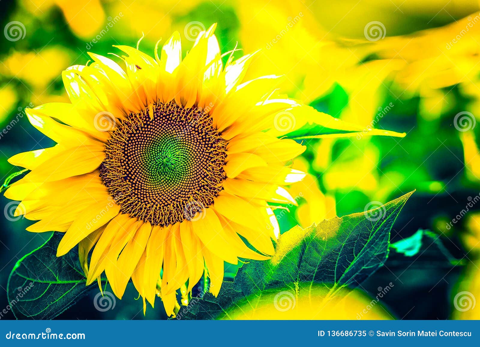 Sunflower in bloom stock image. Image of blue, composition - 136686735