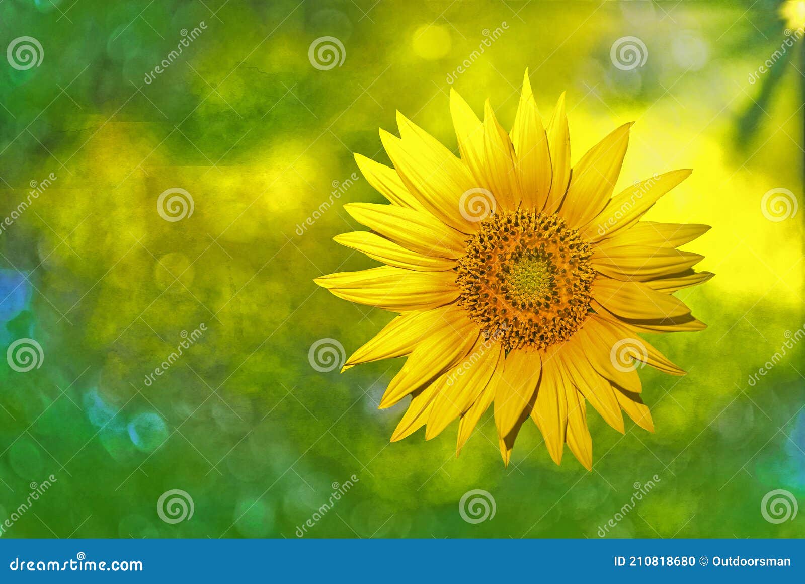 Sunflower Bloom Isolated Texture Background Royalty-Free Stock Image ...
