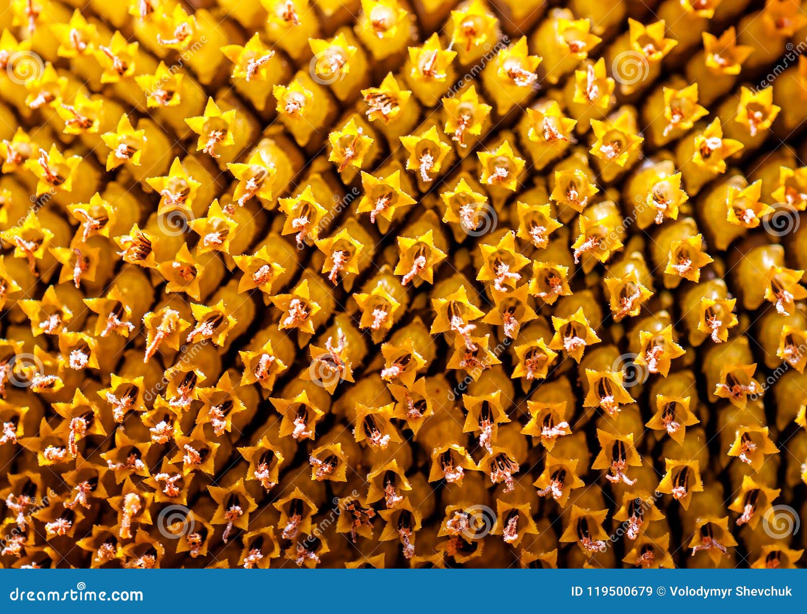 Sunflower bloom texture stock image. Image of closeup - 119500679
