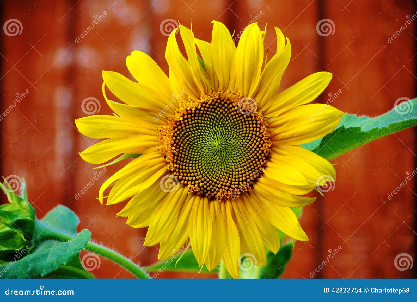 Sunflower stock photo. Image of bold, warmth, sunny, flower - 42822754