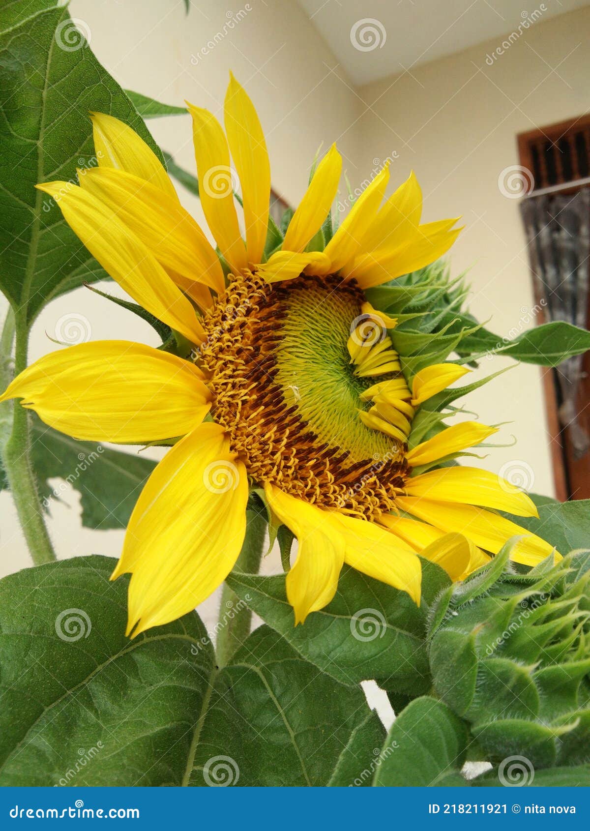 Sunflower blooming, nice stock image. Image of petal - 218211921