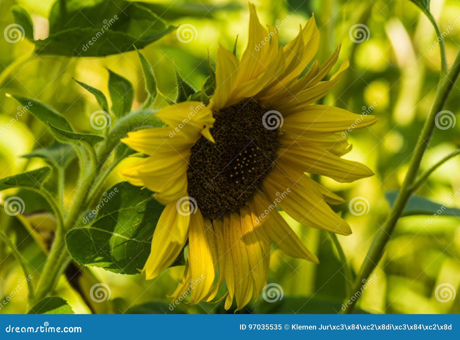 Sunflower stock image. Image of leaf, sunhine, blooming - 97035535