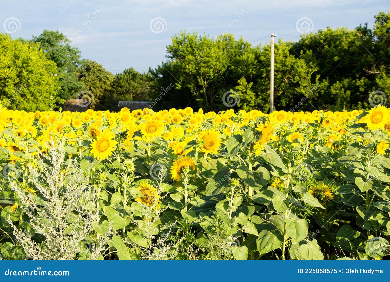 Sunflower Blooms in the Fields of Ukraine Stock Image - Image of ...