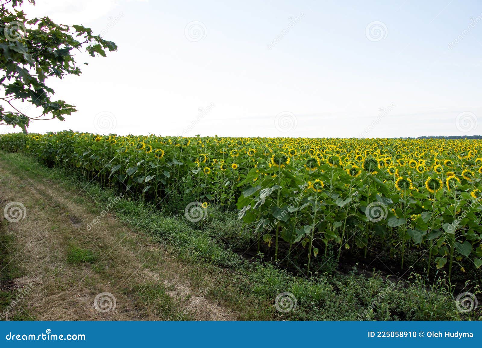 Sunflower Blooms in the Fields of Ukraine Stock Photo - Image of trees ...