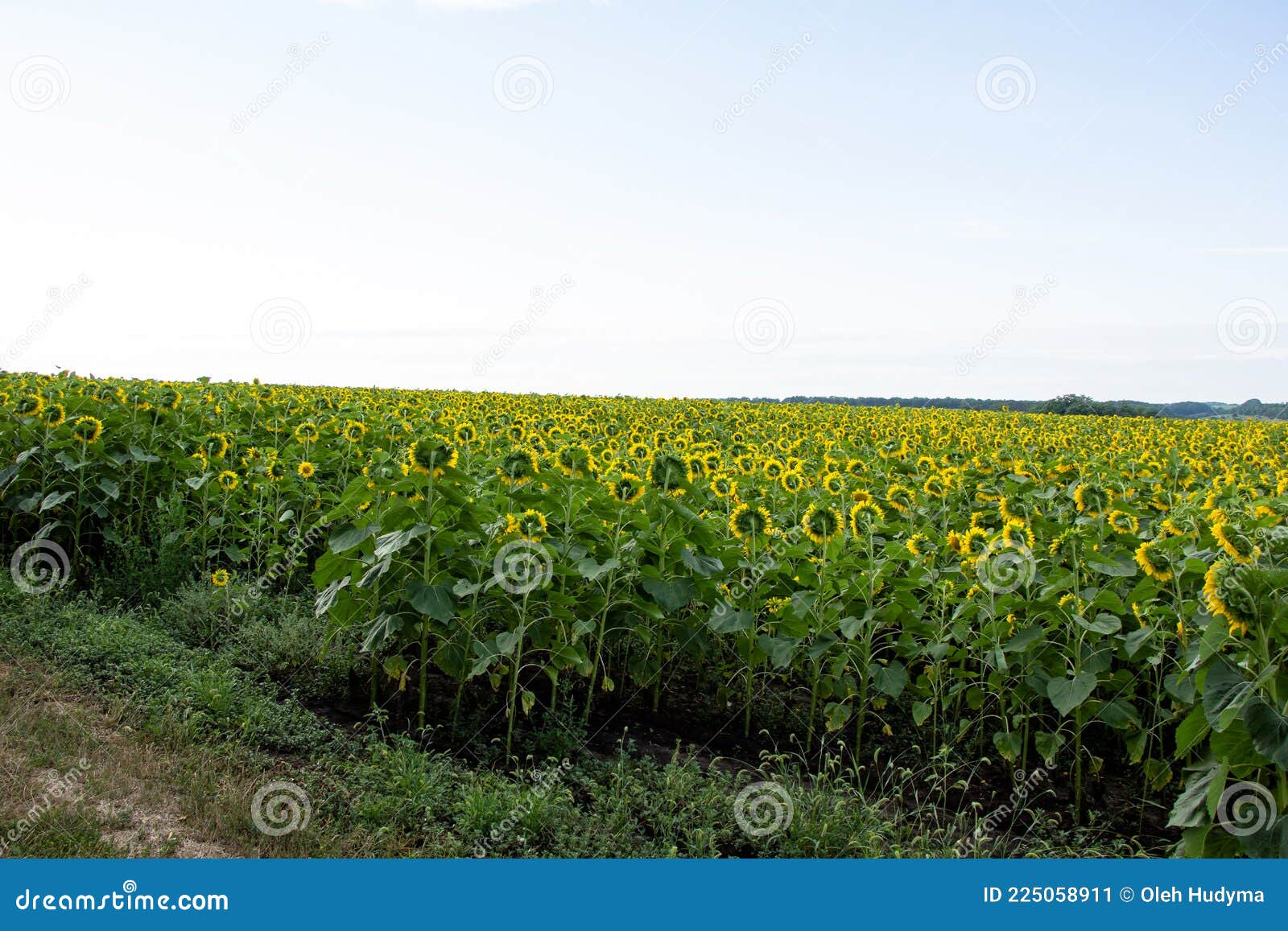 Sunflower Blooms in the Fields of Ukraine Stock Image - Image of year ...