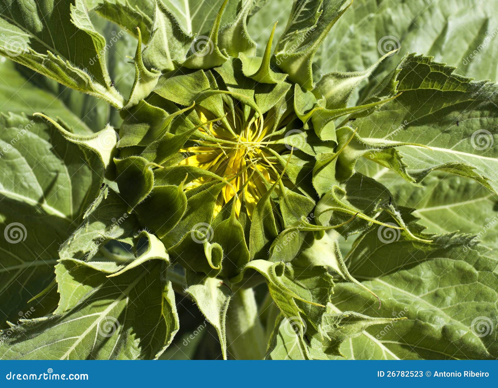 Sunflower Blossom in Early Stages Stock Image - Image of annuus, botany ...