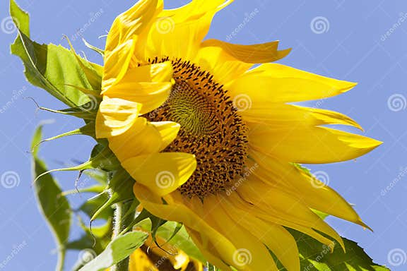Sunflower Blowing in Wind stock photo. Image of summertime - 41879998