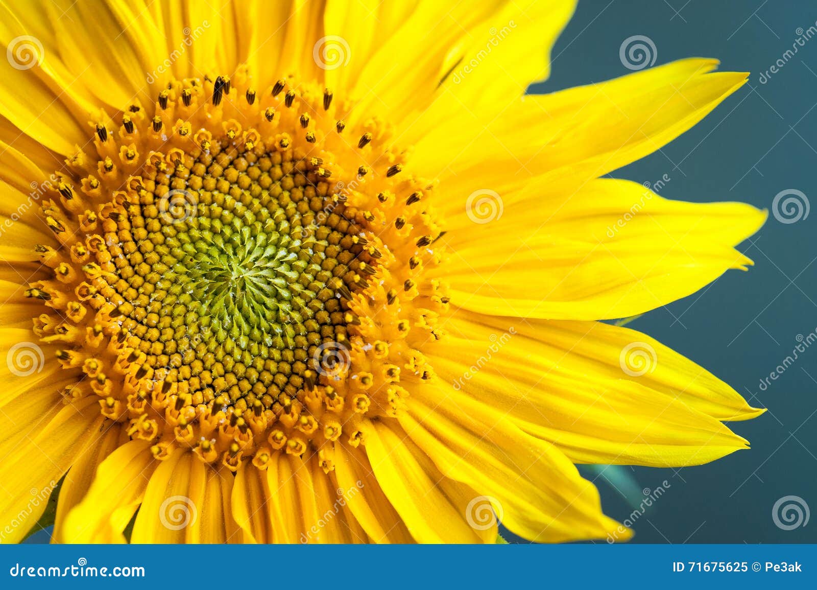 Sunflower on Blue Background. Stock Image - Image of flowering ...